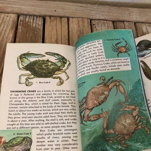 Vintage Golden Nature Guide Book Titled Seashores A Guide to Shells ...