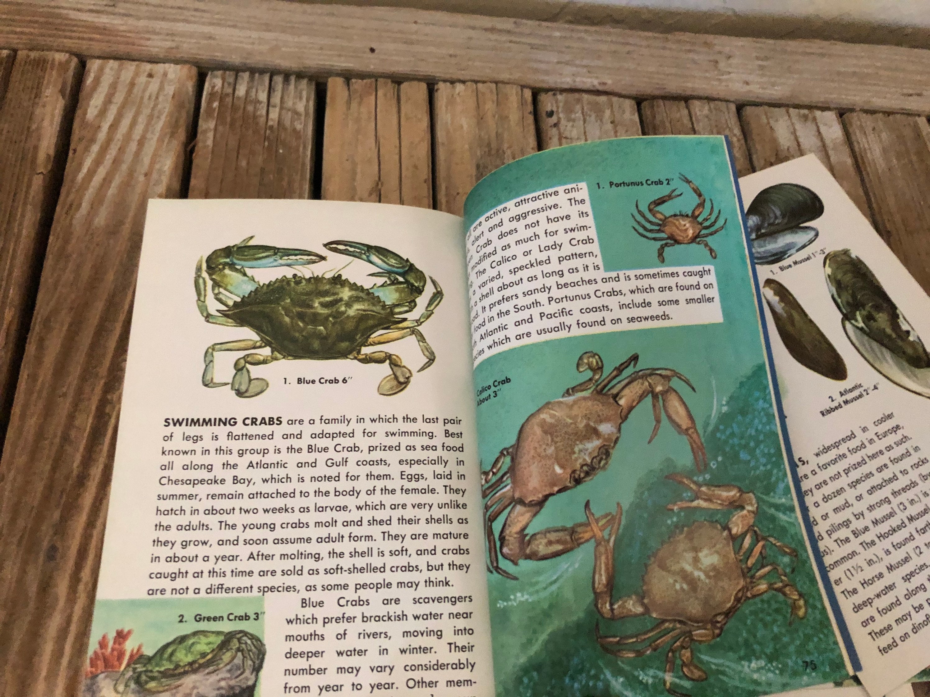 Vintage Golden Nature Guide Book Titled Seashores A Guide to - Etsy