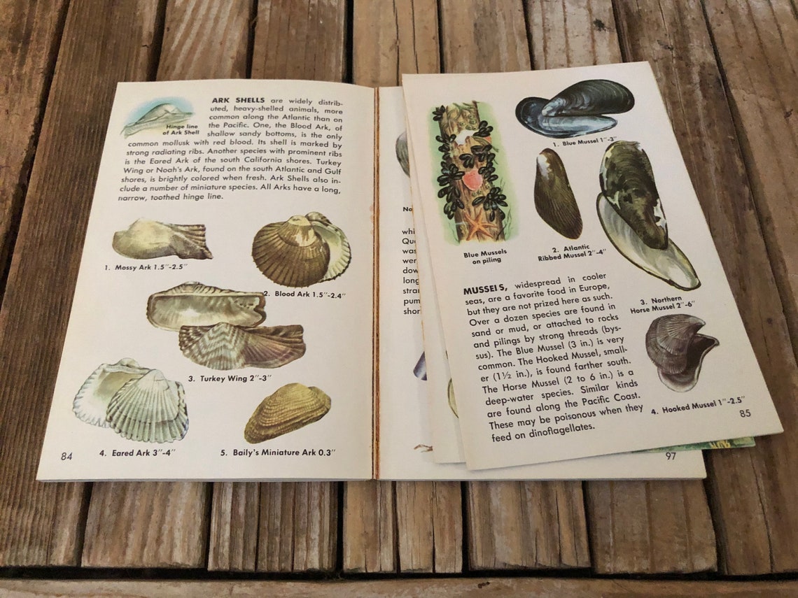 Vintage Golden Nature Guide Book Titled Seashores A Guide to - Etsy