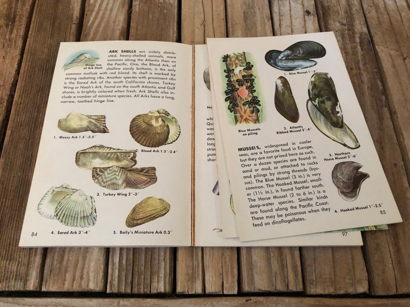 Vintage Golden Nature Guide Book Titled Seashores A Guide to Shells ...