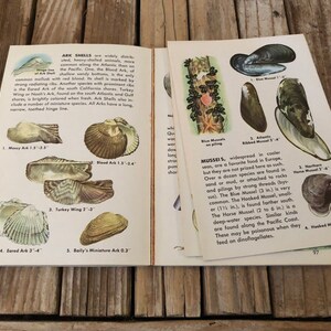 Vintage Golden Nature Guide Book Titled Seashores A Guide to Shells ...