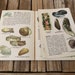 Vintage Golden Nature Guide Book Titled Seashores A Guide to - Etsy