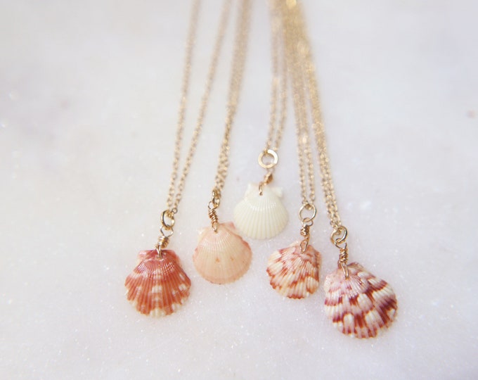 Razor Clam Shells 10 From Pevensey Bay East Sussex - Etsy