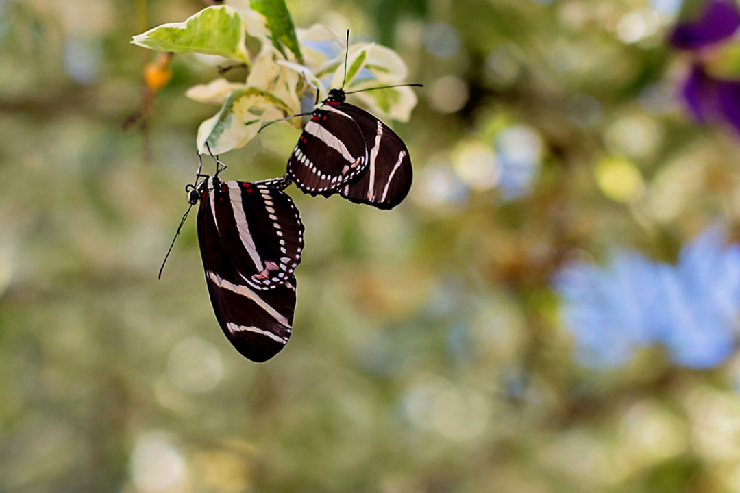 Zebra Longwing Butterfly Photography, Florida Butterfly Canvas Print ...