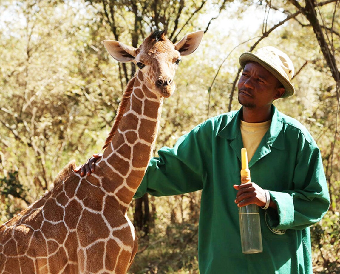 Giraffe Stamp Rubber Stamp Hand Carved Stamp Charity Item - Etsy