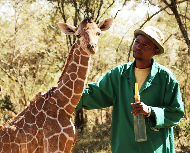 Giraffe stamp rubber stamp hand carved stamp charity item | Etsy
