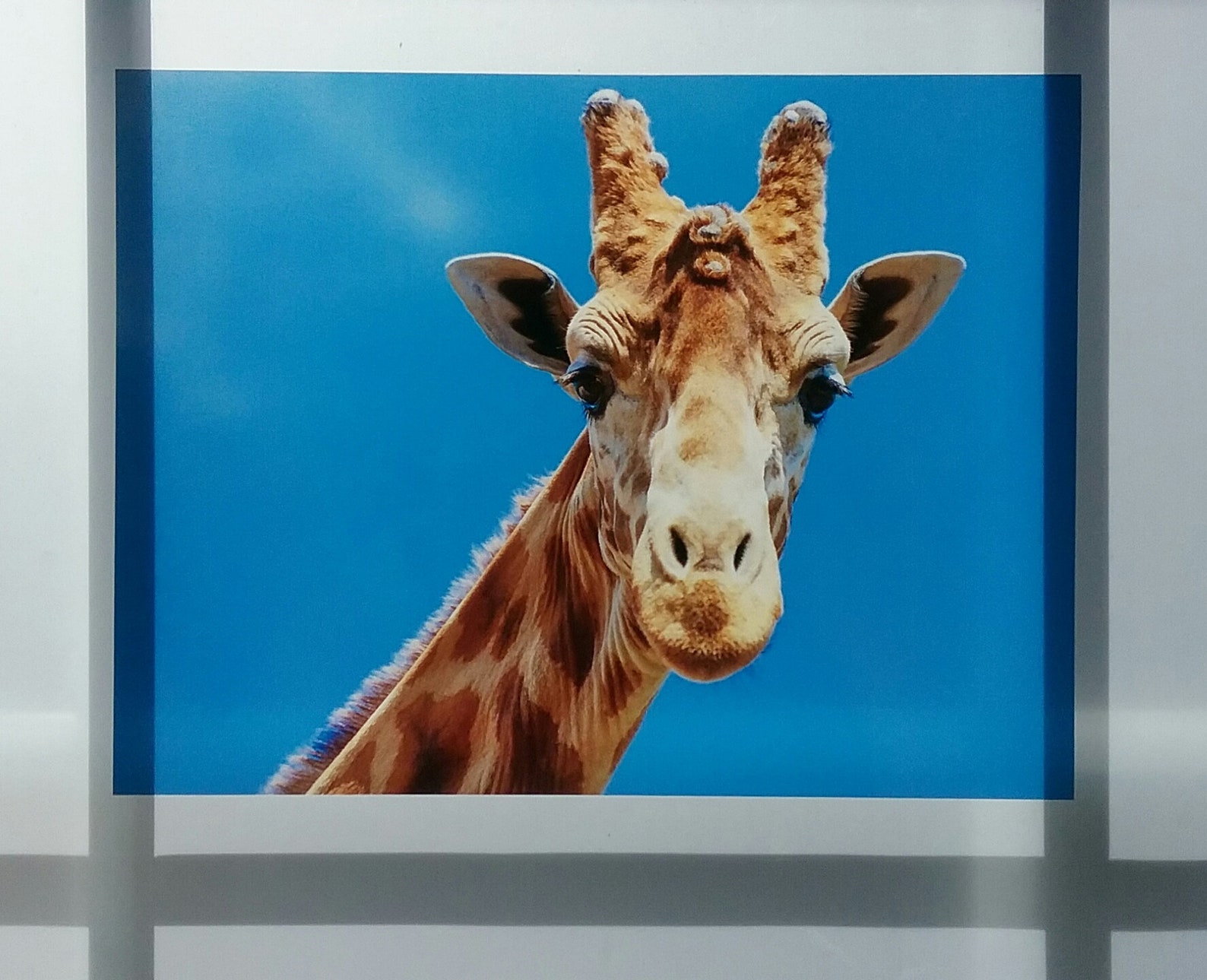 Giraffe Window Cling Stained Glass Color Suncatcher | Etsy