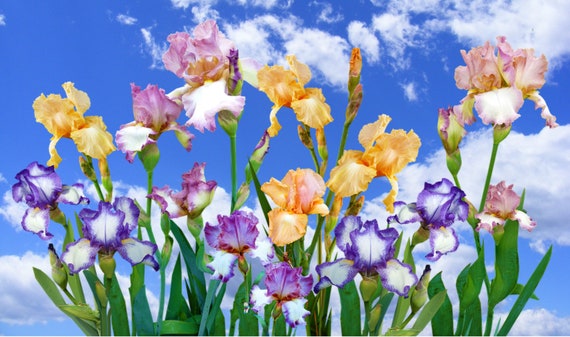 Iris Flowers WINDOW CLING Stained Glass Color Realistic | Etsy