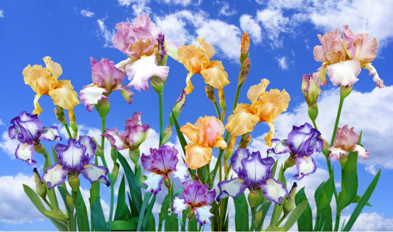 Iris Flowers WINDOW CLING Stained Glass Color Realistic | Etsy