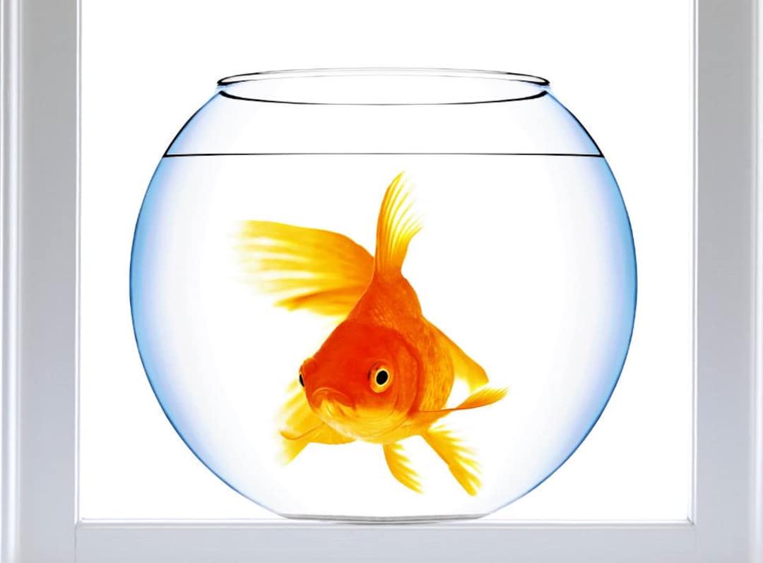 Goldfish Bowl WINDOW CLING Glossy, Translucent, Double-sided - Etsy