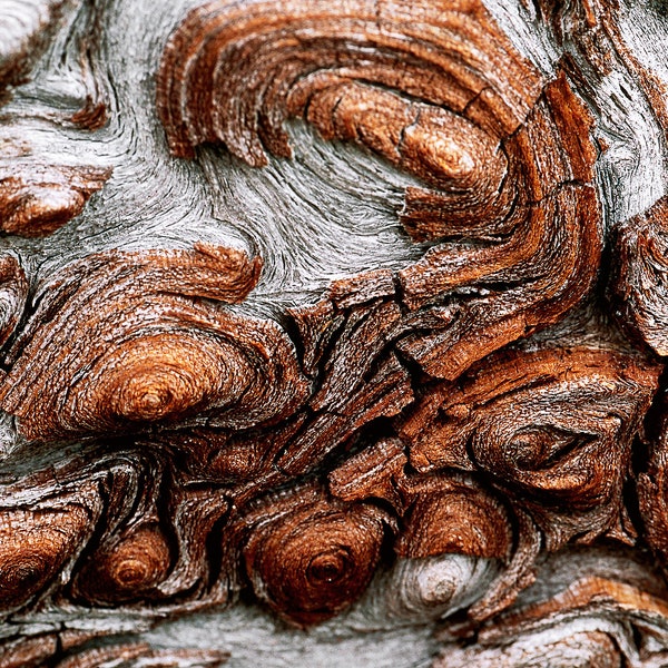 Abstract Tree Bark - Etsy