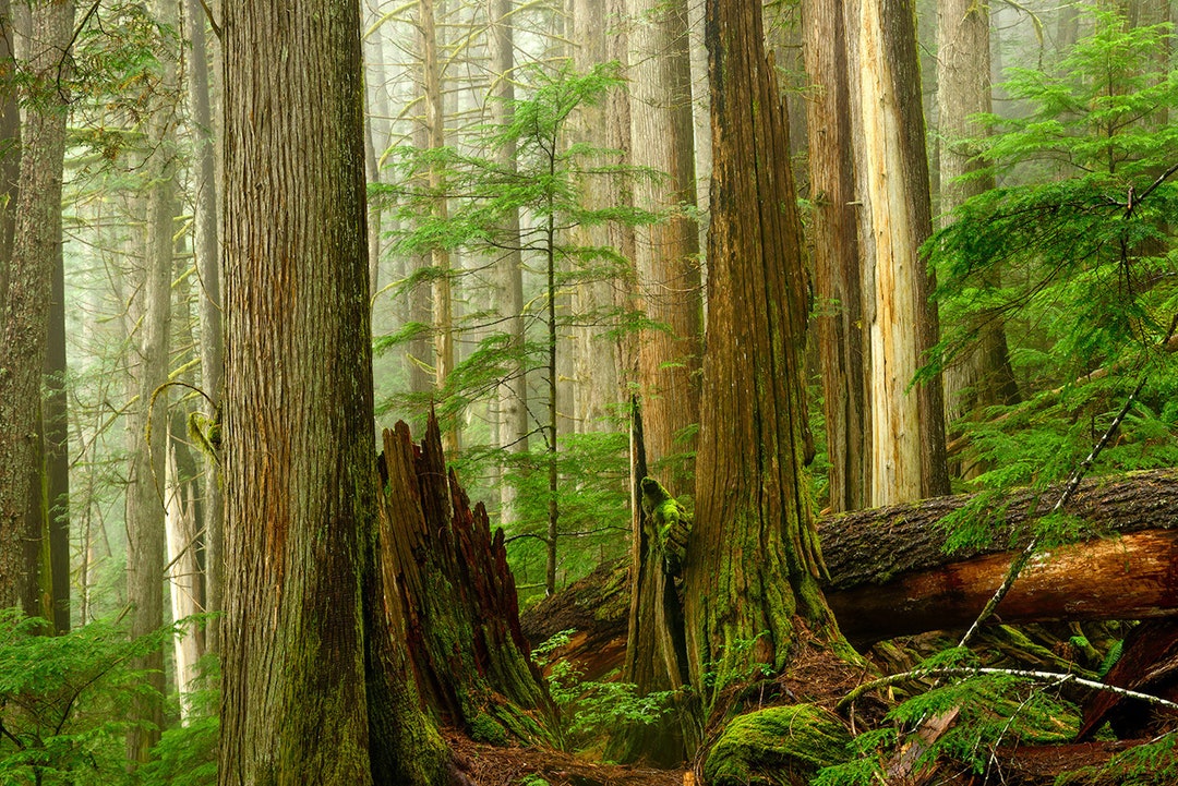 Ancient Forest Print, Old Growth Forest Pacific Northwest Fine Art ...