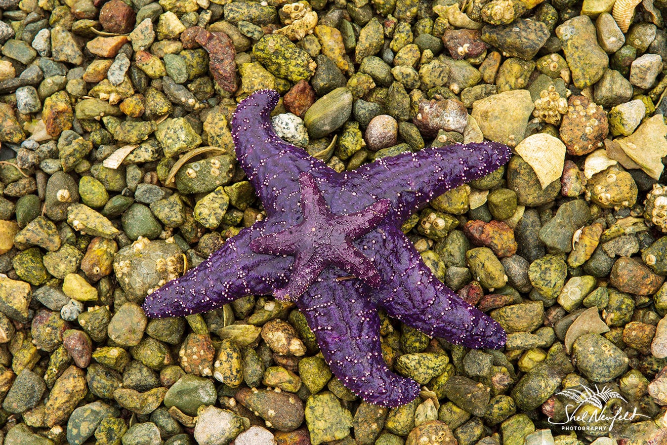 Purple Starfish Photography
