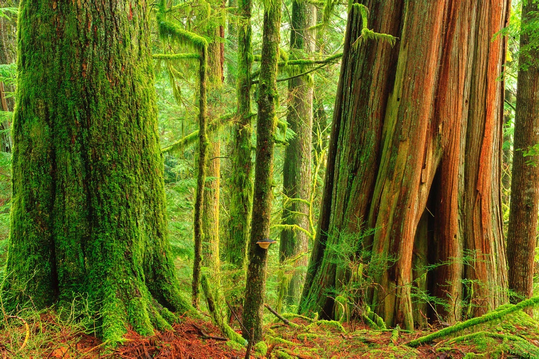 Ancient Forest Canvas, Old Growth Cedar Forest Photography Print ...