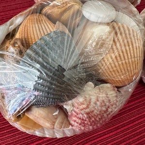 Seashells From NC, Cockle Shell, Shell Decorations, Souvenirs, Gifts ...