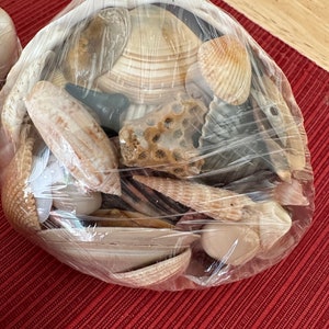 Seashells From NC, Cockle Shell, Shell Decorations, Souvenirs, Gifts ...