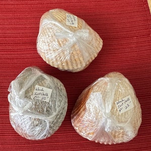 Seashells From NC, Cockle Shell, Shell Decorations, Souvenirs, Gifts ...