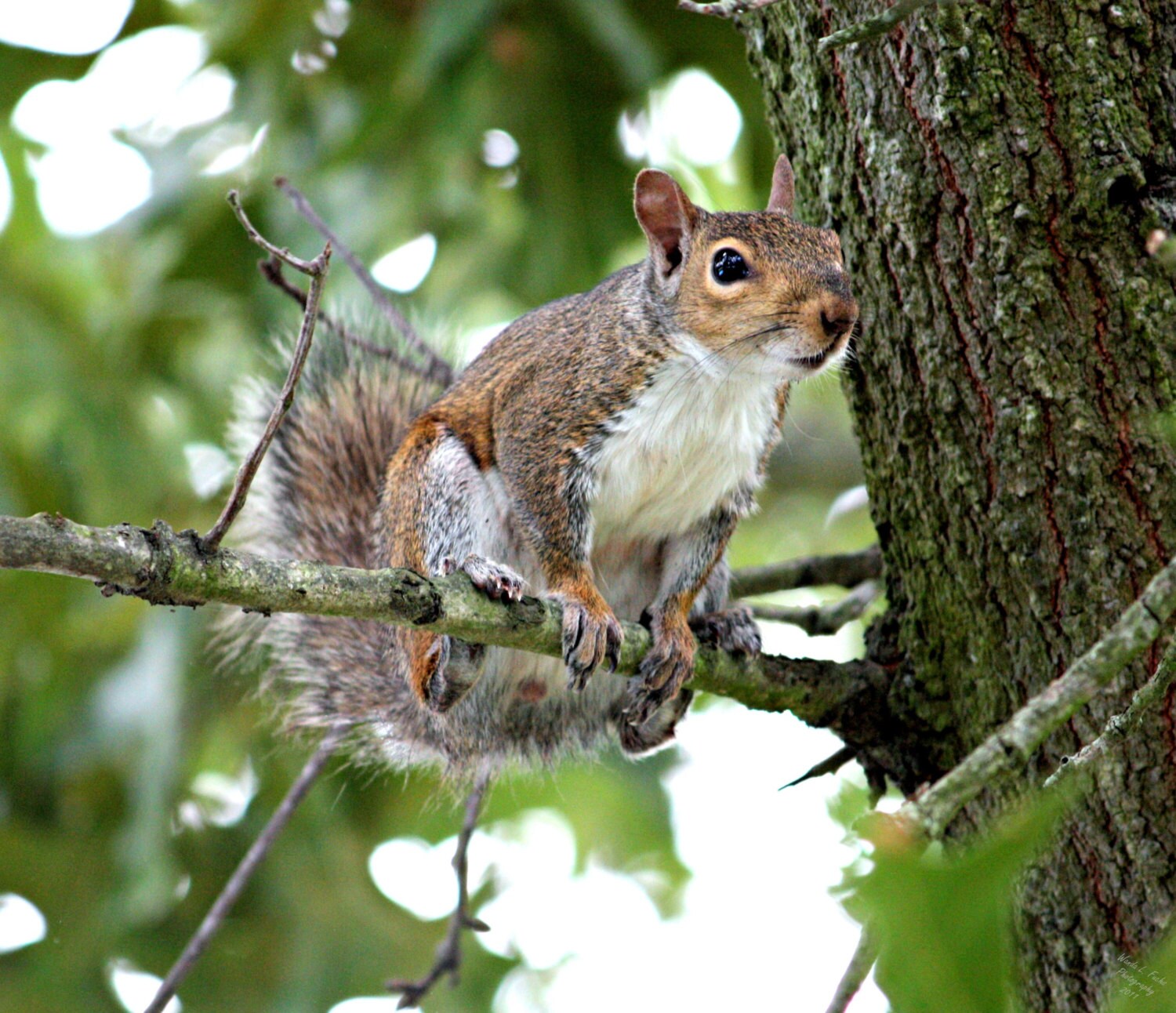 Squirrel in Tree Photography Print, Squirrel Sitting in Tree Photo ...