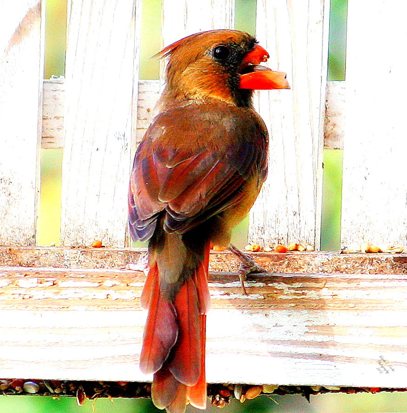Female Cardinal With Birth Defect Photography Print, Cardinal With ...