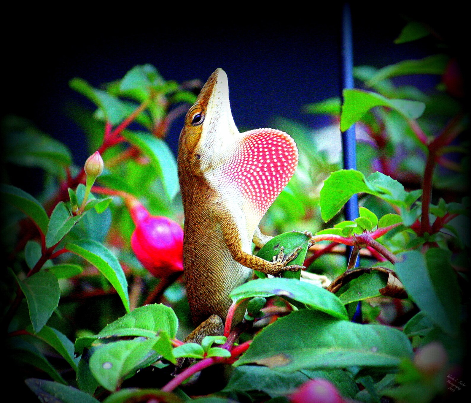 Lizard in Plant Photography Print, Lizard Art, Wall Art, Home Decor ...