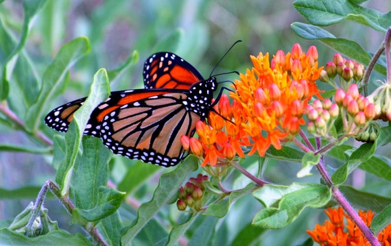 Monarch Butterfly Photography Print Butterfly on Flower - Etsy