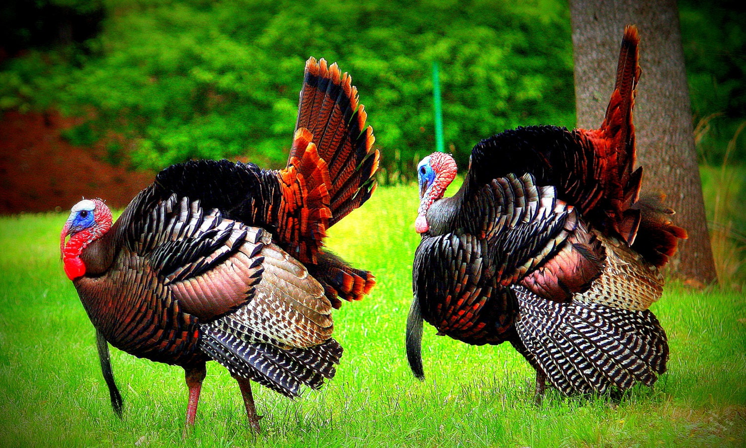 Strutting Wild Turkeys Photography Print, Two Toms, Wildlife Wall Art ... Strutting Wild Turkeys Photography Print, Two Toms, Wildlife Wall Art ...