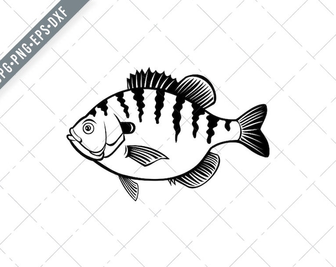 Atlantic Cod or Codling Fish Swimming up Woodcut Black and White Svg ...