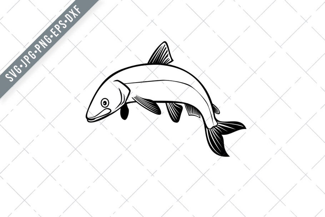 Bloater or Coregonus Hoyi a Species or Form of Freshwater Whitefish ...