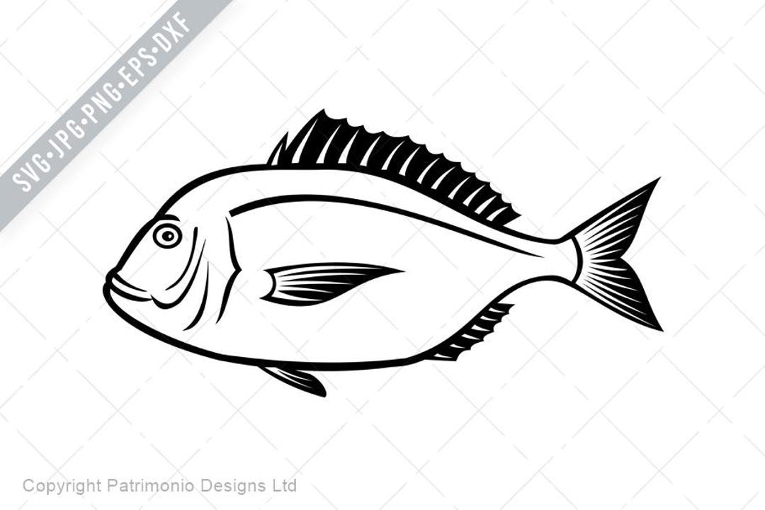 Crimson Seabream Red Sea Bream or Evynnis Tumifrons Side View Retro ...