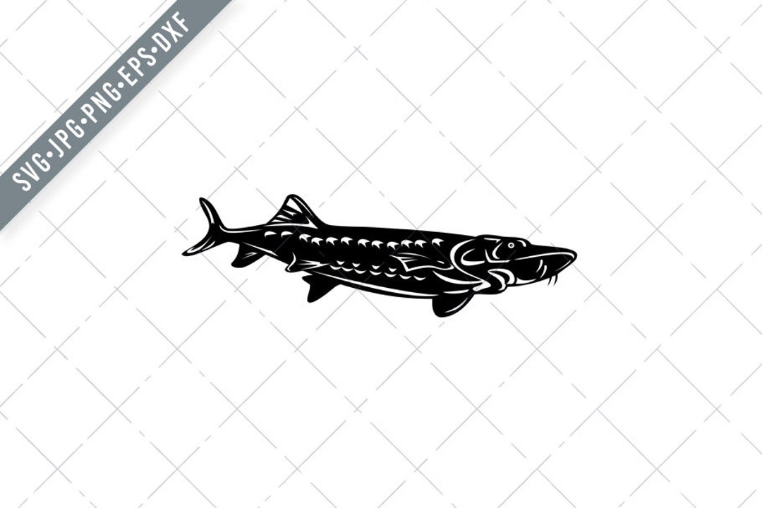Atlantic Sturgeon Acipenser Oxyrinchus Oxyrinchus Swimming Down Retro ...