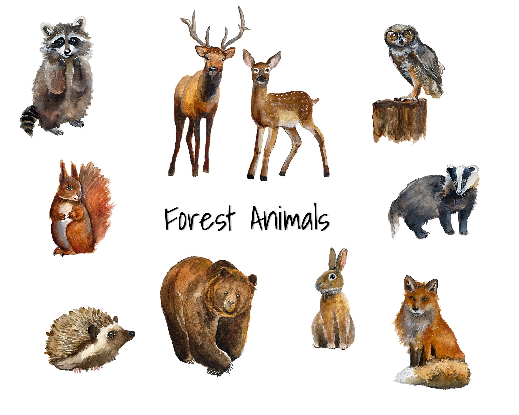 Clipart: forest Animals Hand Painted Watercolor | Etsy