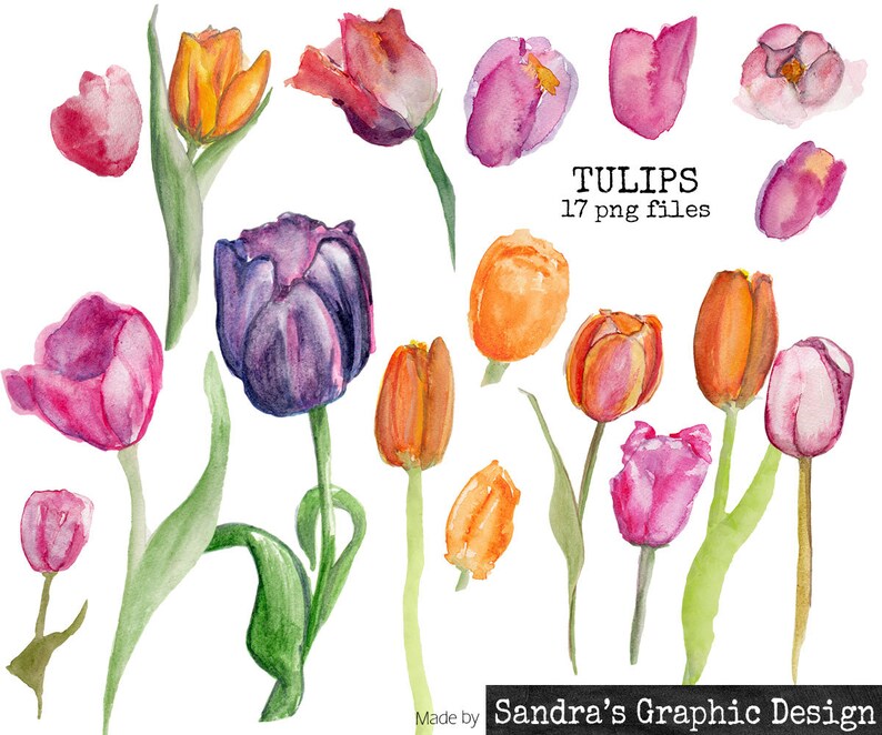 Clip Art: tulips Hand Painted Watercolor Flowers - Etsy