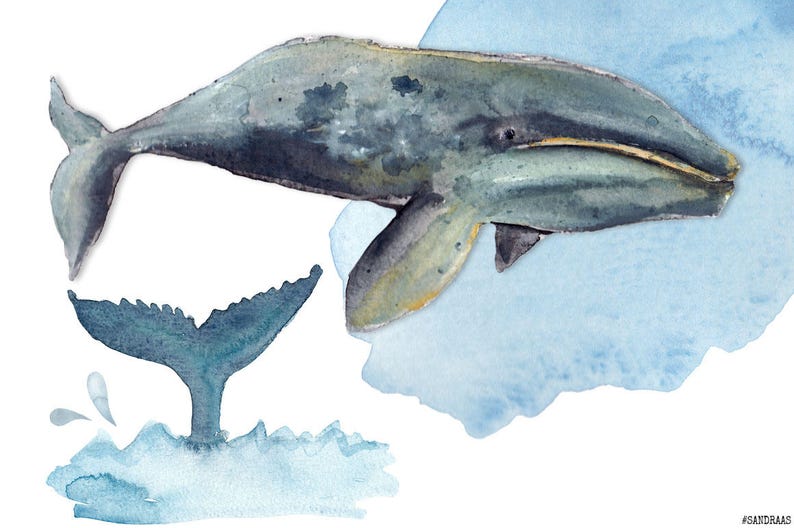 Whale Clip Art Watercolor Whales Painted by Hand Ocean Clip - Etsy