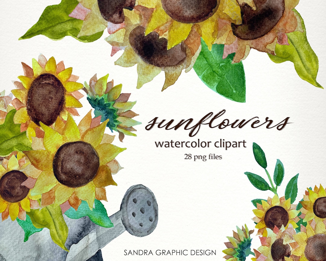 Clipart: "sunflowers" Hand Painted Watercolor Sun Flowers, Summer Fall ...