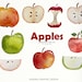 Clipart: "apples" Hand Painted Watercolor Apples, Autumn Themed, 43 ...