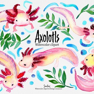 Clip Art: "axolotl", With High Quality, Hand Painted Watercolor Assets ...