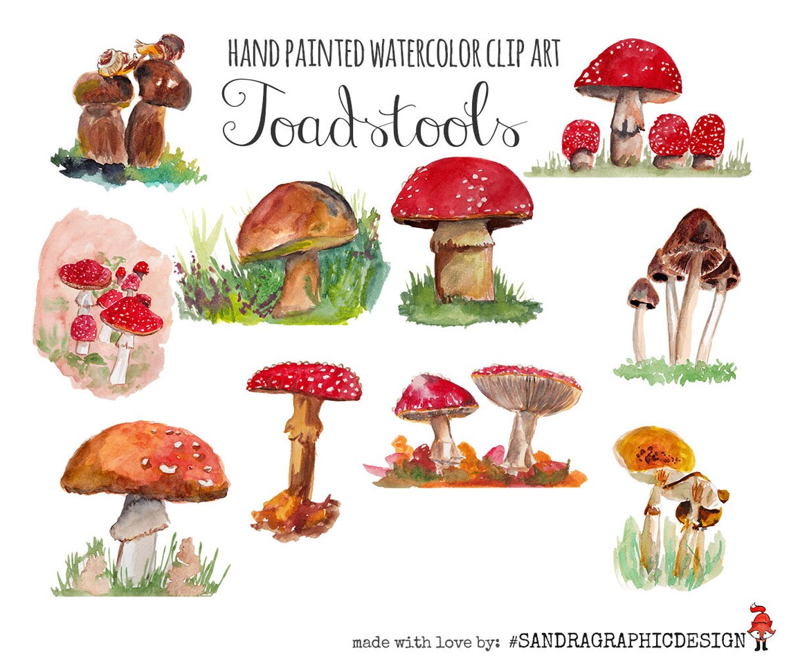 Clipart: toadstool Hand Painted Watercolor - Etsy