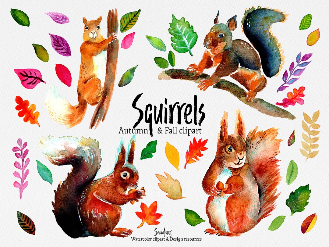 Autumn Watercolor Clipart, SQUIRRELS, 4 Squirrel PNG Files, 33 Leaves ...