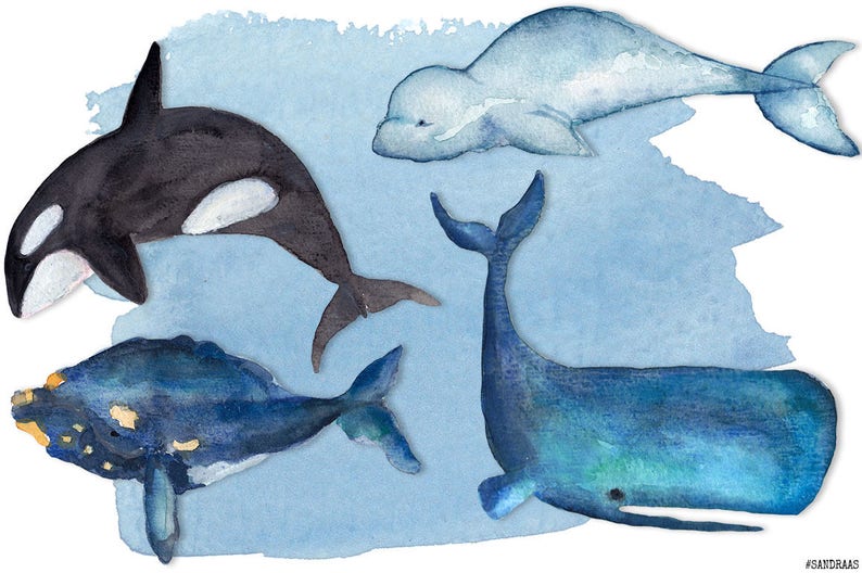 Whale Clip Art Watercolor Whales Painted by Hand Ocean Clip - Etsy