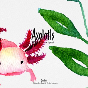 Clip Art: "axolotl", With High Quality, Hand Painted Watercolor Assets ...
