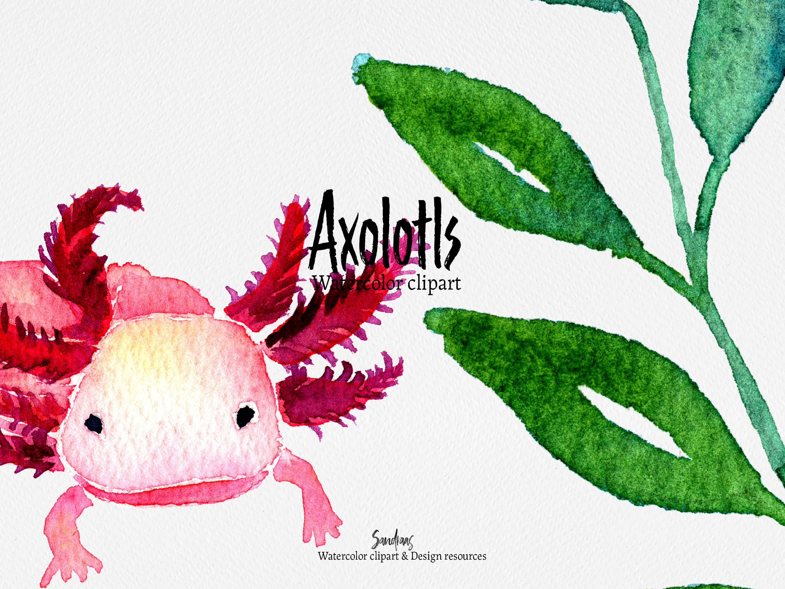 Clip Art: axolotl With High Quality Hand Painted - Etsy