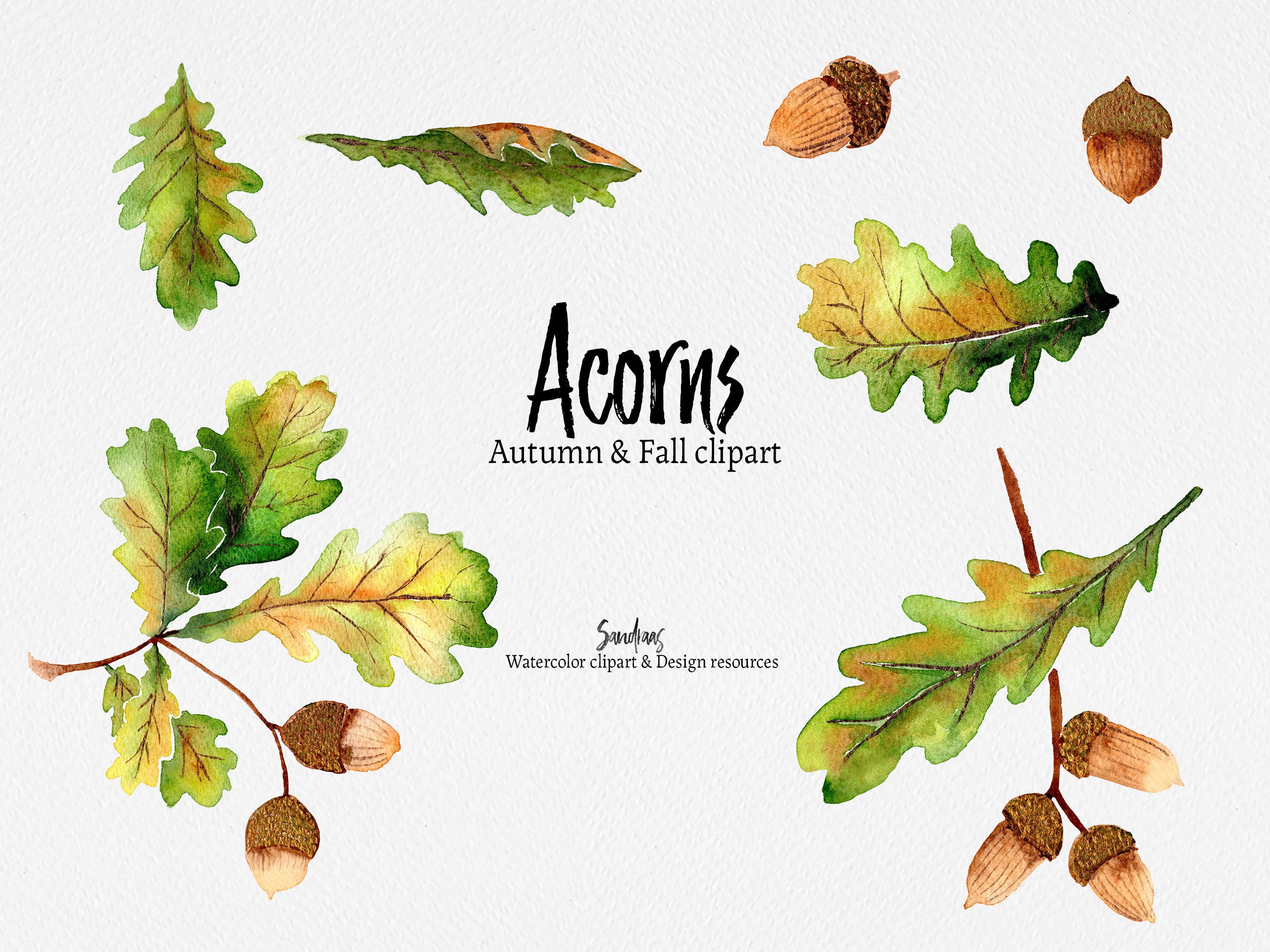 Autumn Clip Art: acorns Hand Painted Watercolor - Etsy