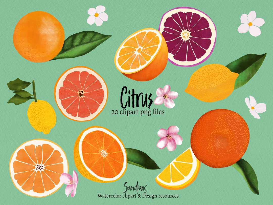Citrus Clip Art With Procreate Painted Clip Art Images for Card Making ...