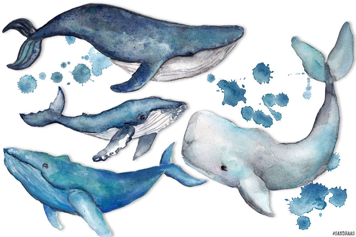 Whale Clip Art, Watercolor Whales Painted by Hand, Ocean Clip Art, 21 ...