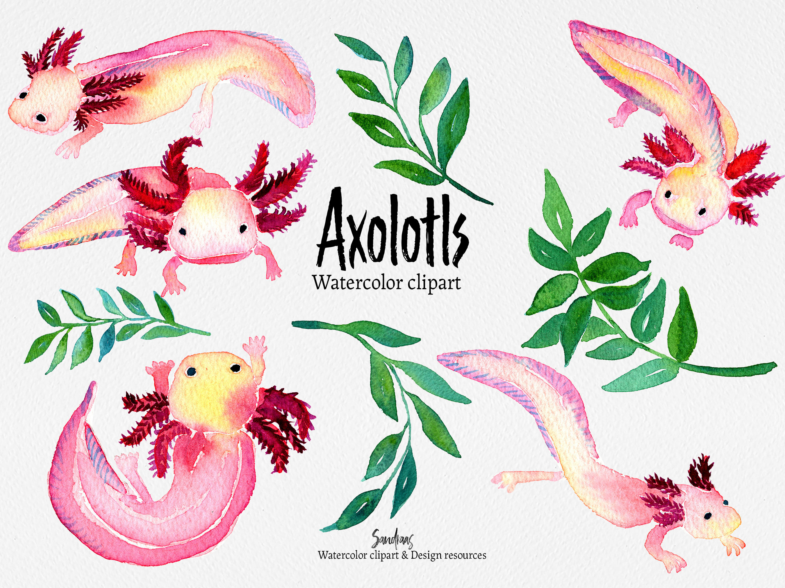 Clip Art: axolotl With High Quality Hand Painted - Etsy