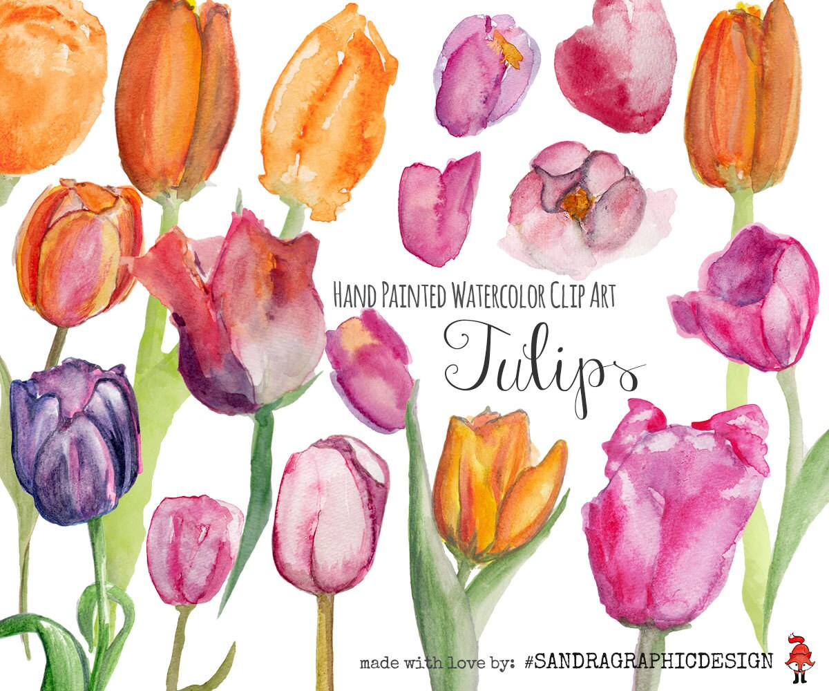 Clip Art: tulips Hand Painted Watercolor Flowers - Etsy