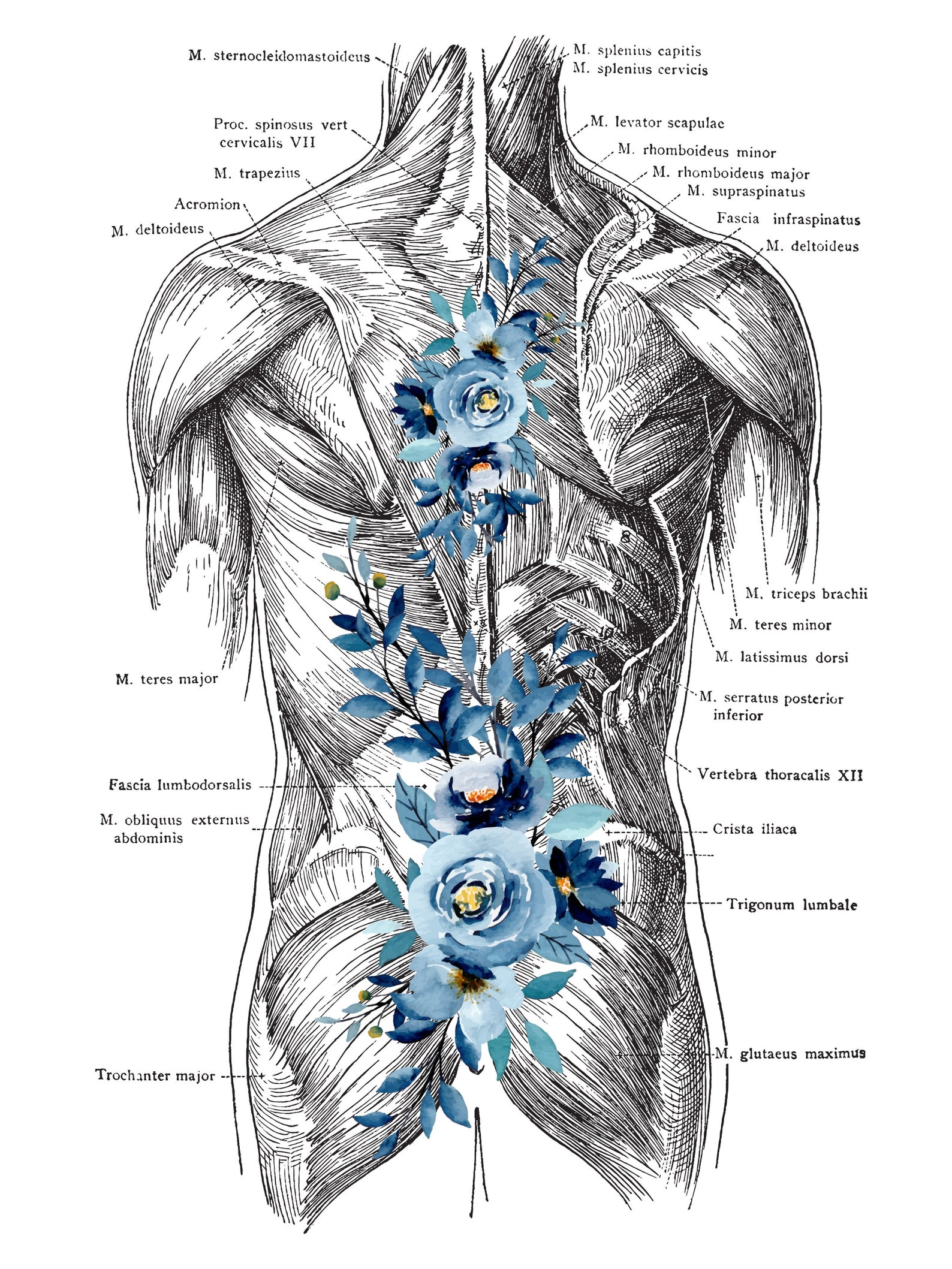Muscular System Art -massage Therapy Decor, LMT, Massage Therapist, RMT ...