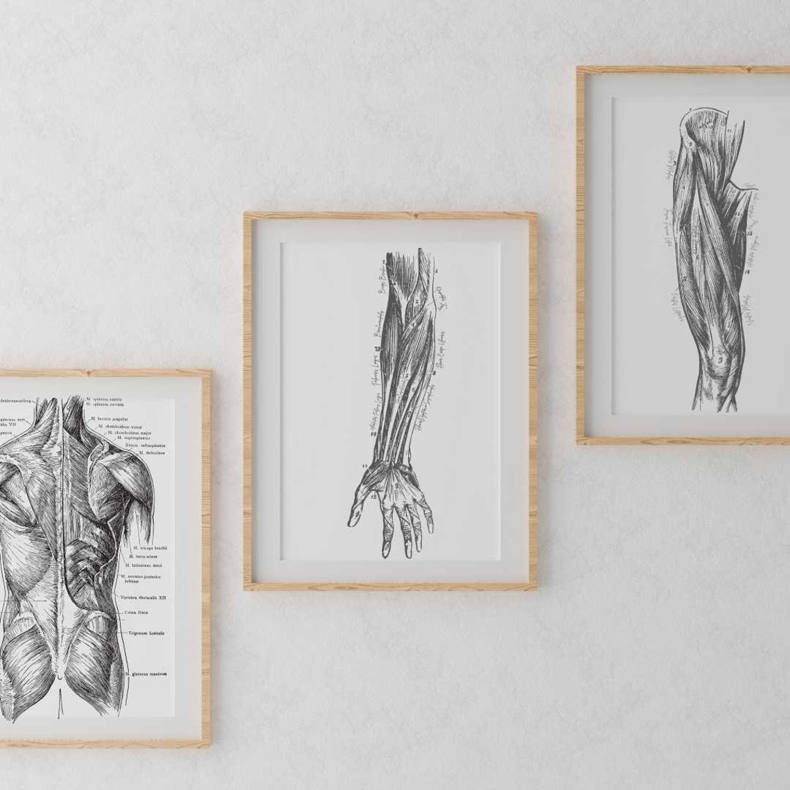 Labeled Muscular System Art -massage Therapy Decor, LMT, Massage ...