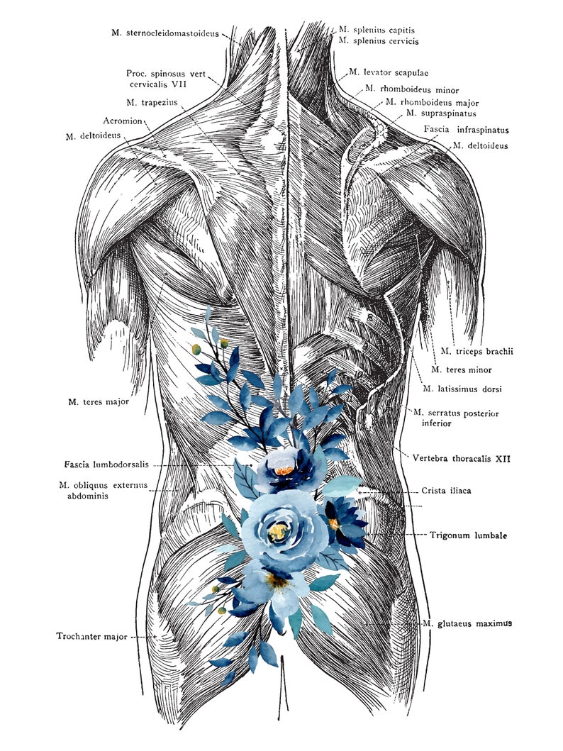 Muscular System Art -massage Therapy Decor, LMT, Massage Therapist, RMT ...