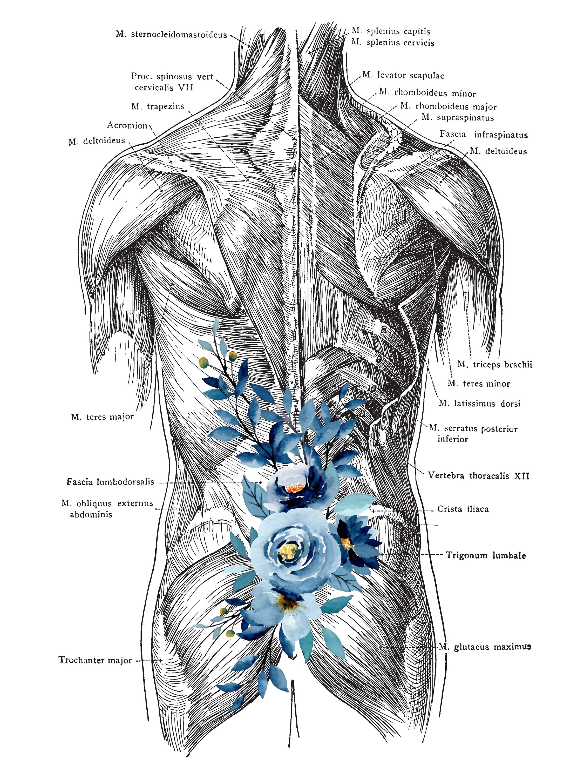 Muscular System Art -massage Therapy Decor, LMT, Massage Therapist, RMT ...